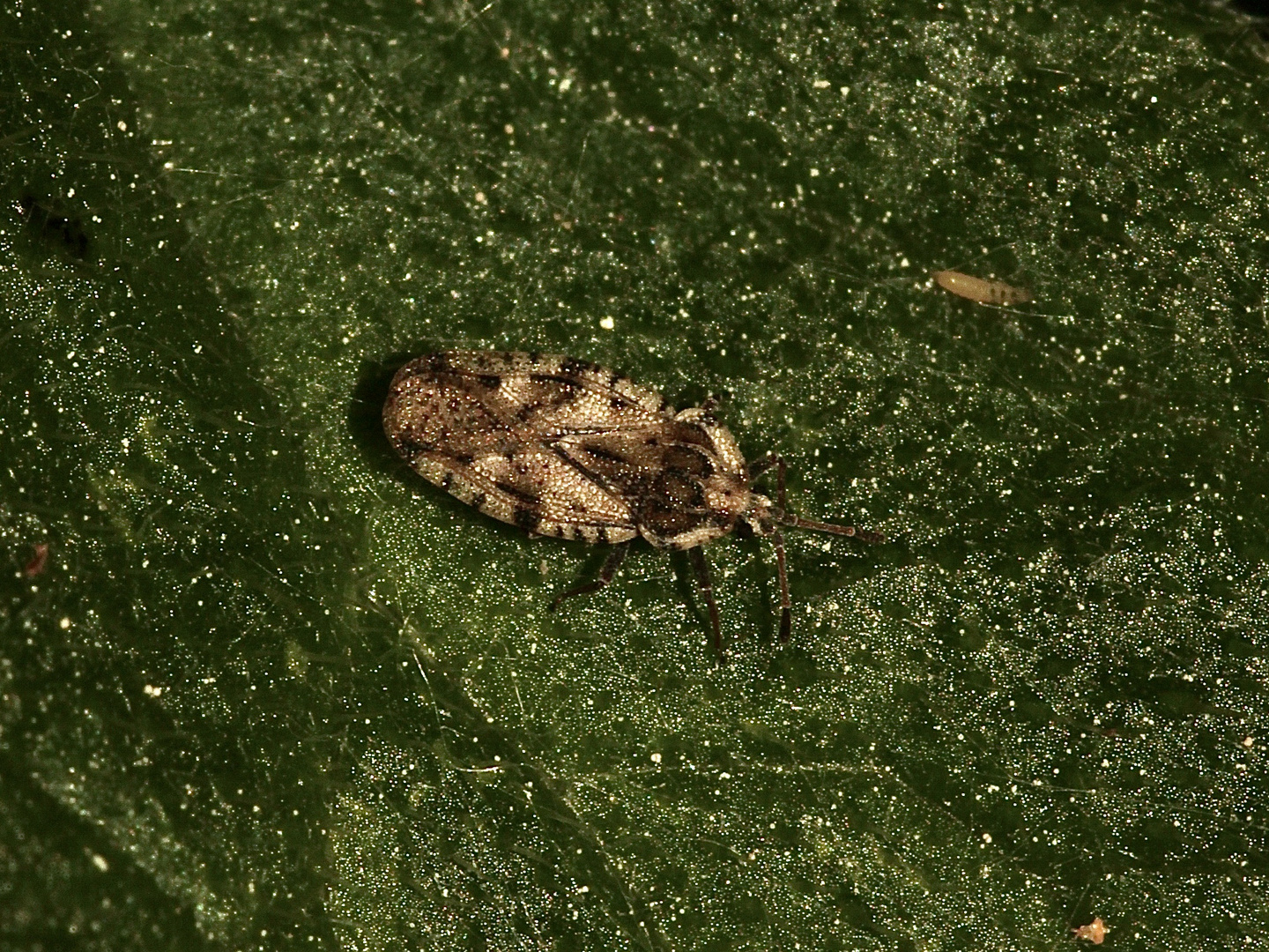 (2) Die winzige Distel-Netzwanze (Tingis cardui) ... Foto & Bild ...