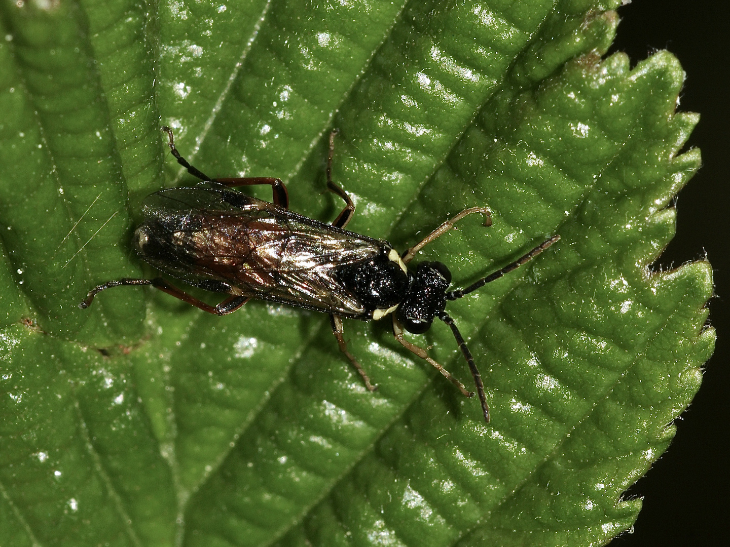 (2) Eine schöne Blattwespe: AGLAOSTIGMA AUCUPARIAE) Foto & Bild ...