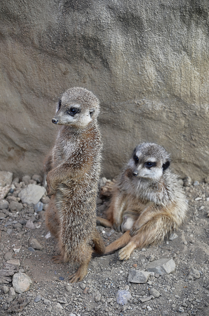 2 Erdmännchen Foto & Bild | tiere, zoo, wildpark & falknerei, natur ...