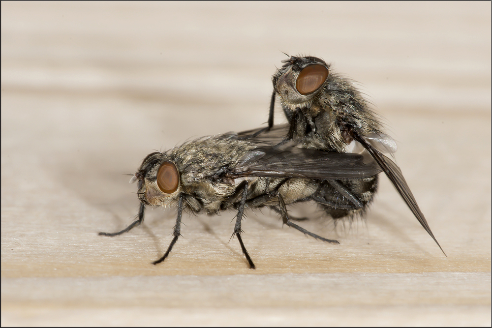 2 Fliegen Foto & Bild | tiere, wildlife, insekten Bilder auf fotocommunity