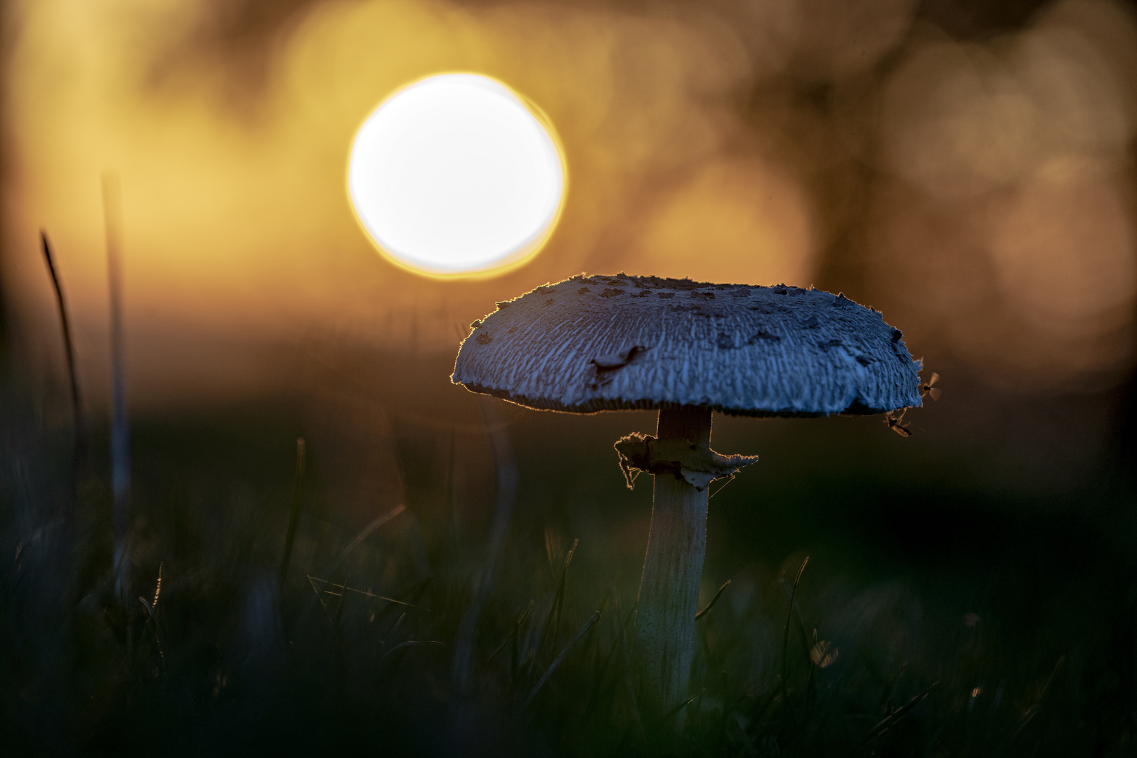 2 Fliegen mit einer Klappe Foto & Bild | pflanzen, pilze & flechten ...