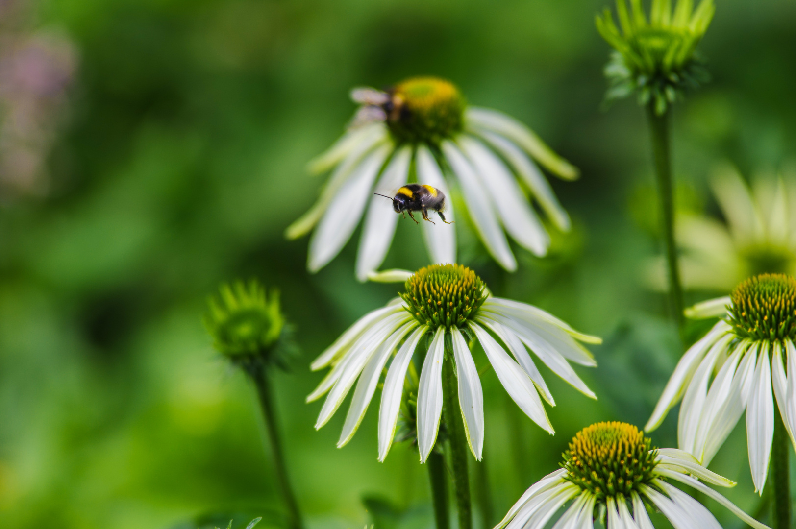 2 Fliegen mit einer Klappe.... Foto & Bild | tiere, wildlife, insekten ...