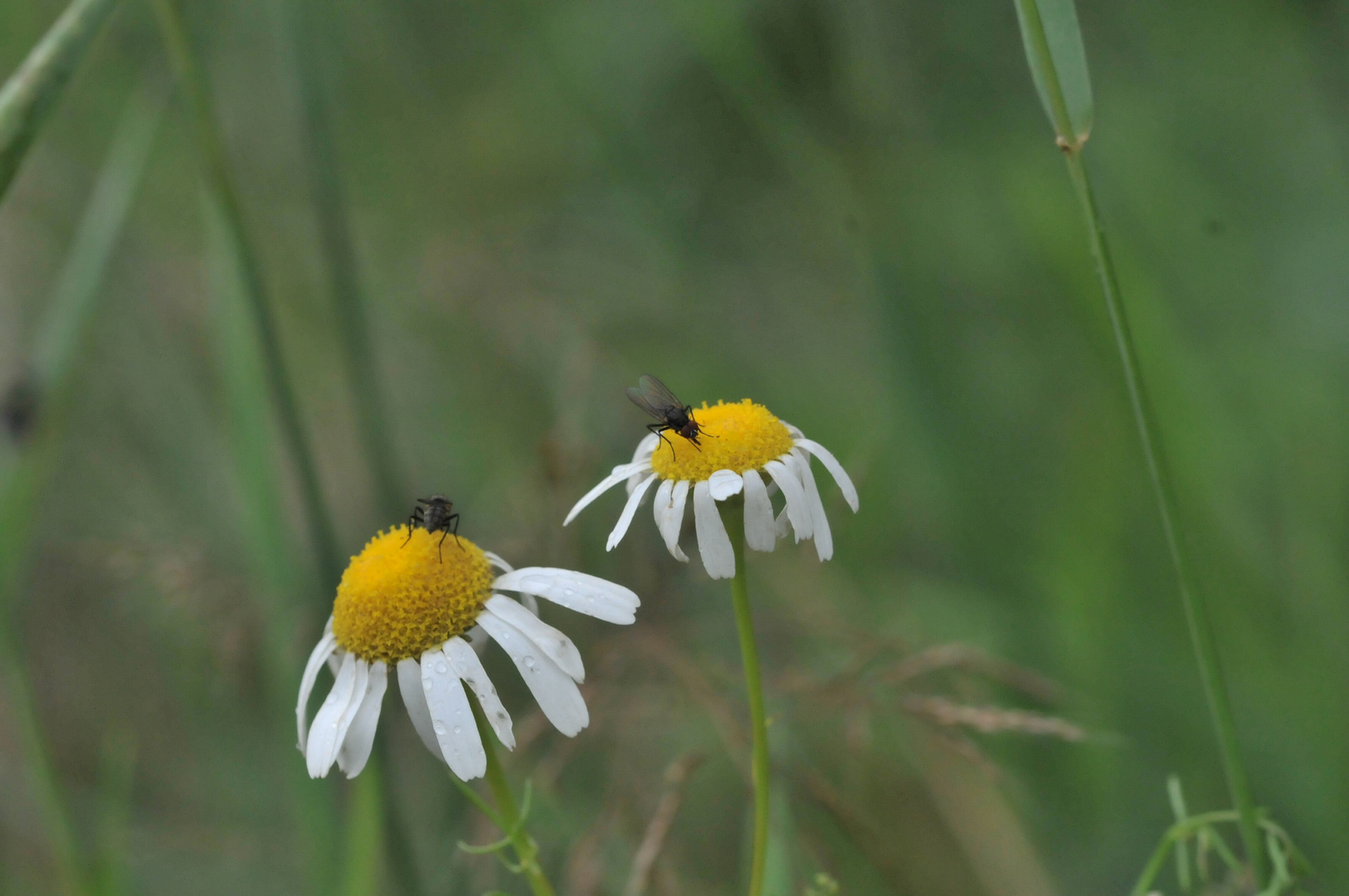 2 Fliegen mit einer Klappe Foto & Bild | tiere, wildlife, insekten ...