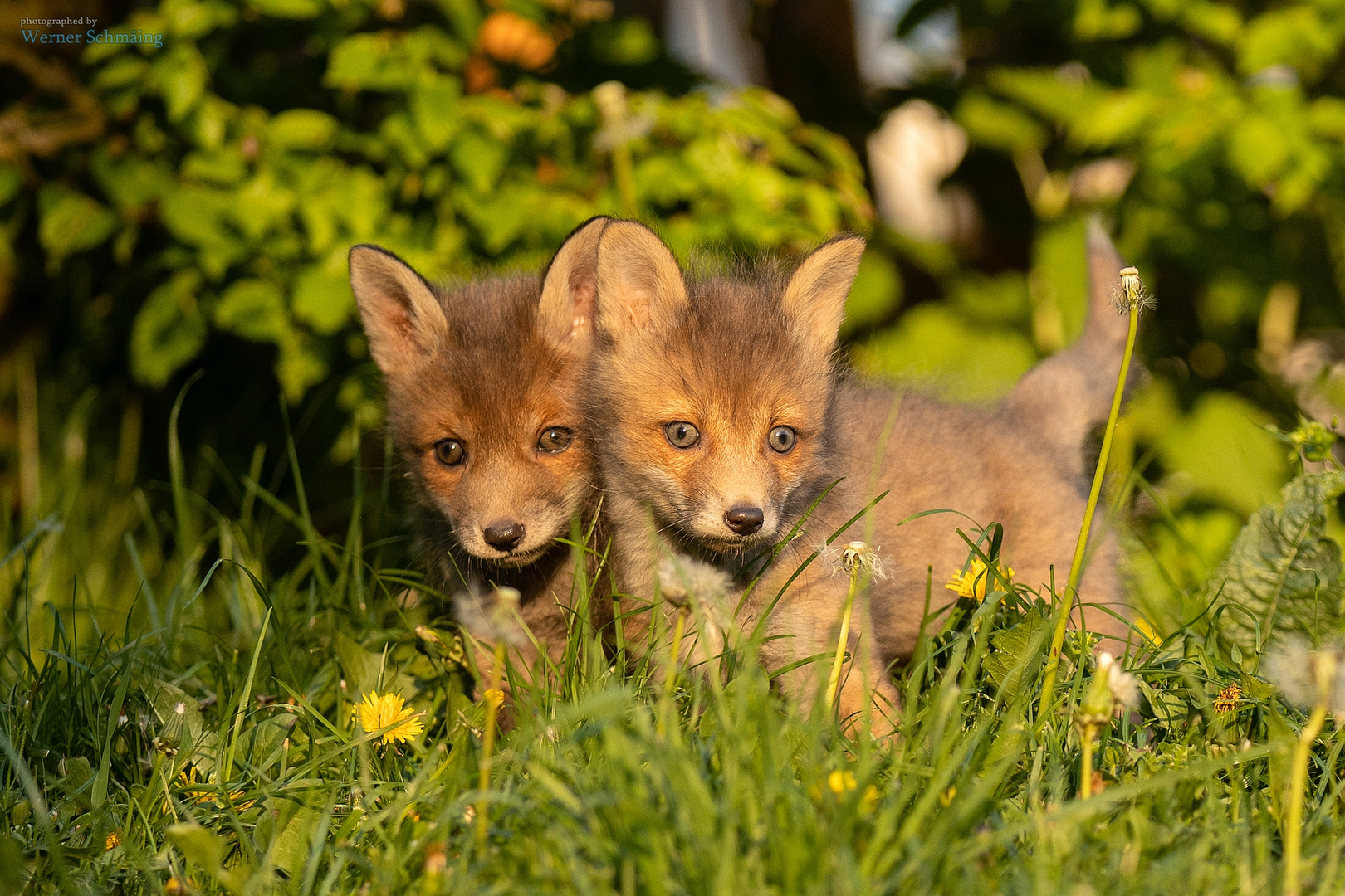 2 Fuchswelpen Foto & Bild | tiere, tierkinder, füchse Bilder auf ...