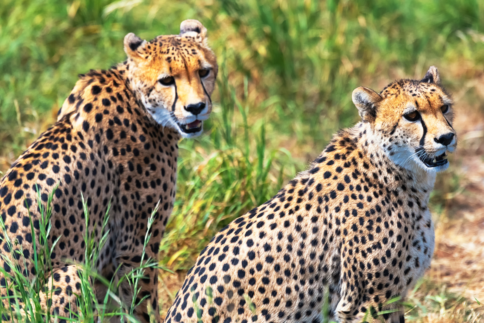 2 Geparden Foto & Bild | australia & oceania, new zealand, tiere Bilder ...