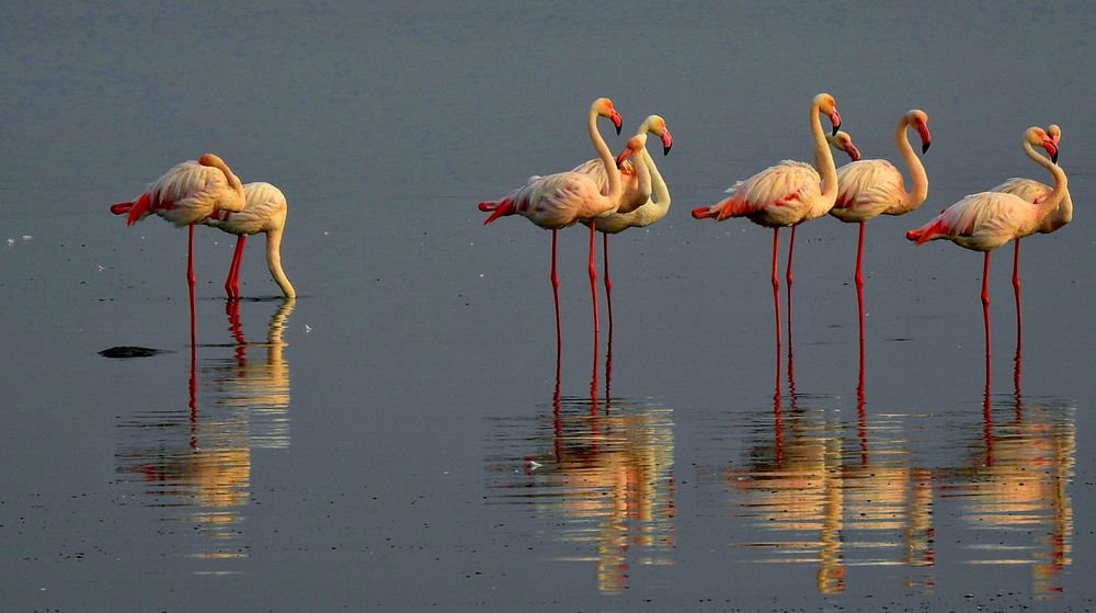 2 Greater Flamingos Foto & Bild | tiere, wildlife, wild lebende vögel ...