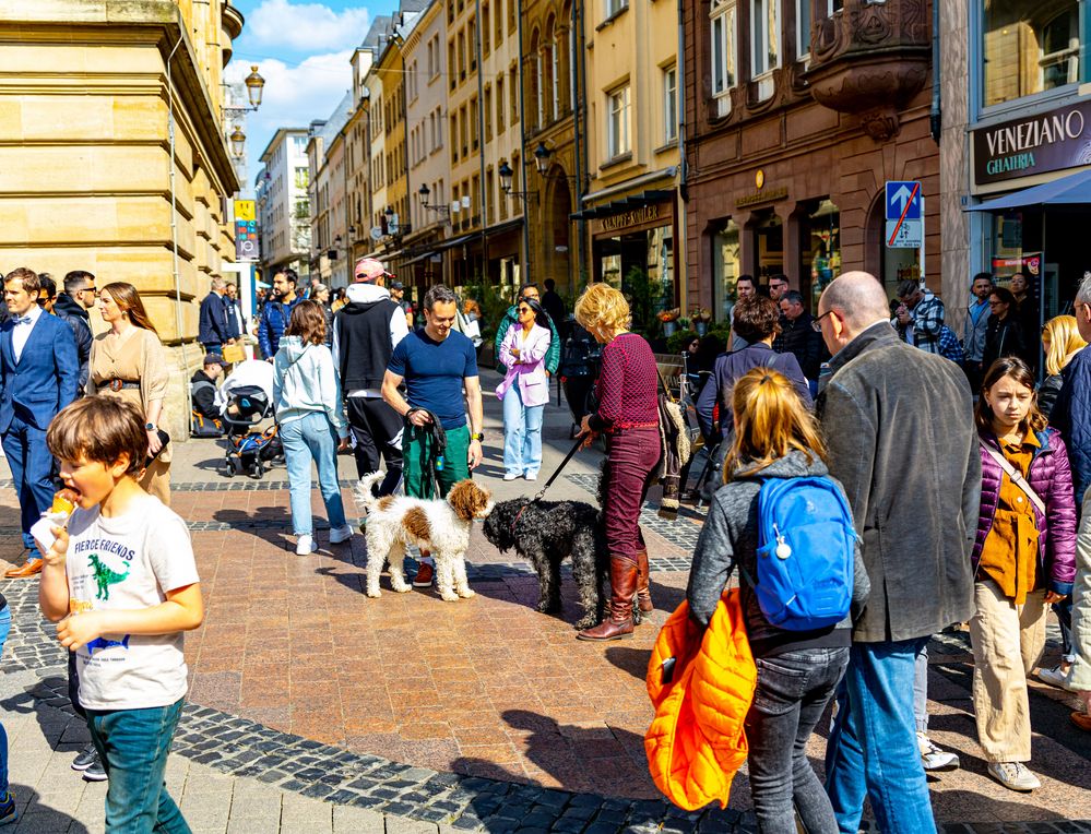 2 Hunde in der City von Luxenburg Foto & Bild | europe, benelux, streetfotografie mit menschen ...