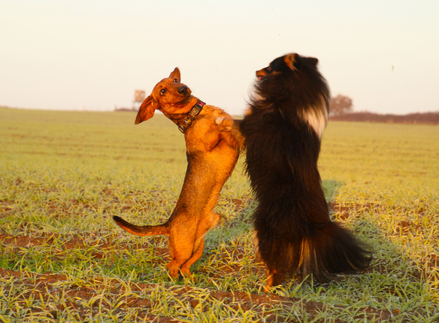 2 junge Rüden beim Toben Foto & Bild | tiere, haustiere, meine hunde ...