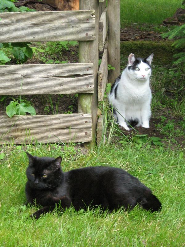 2 Kater in Lauerstellung Foto & Bild | tiere, haustiere, katzen Bilder auf fotocommunity