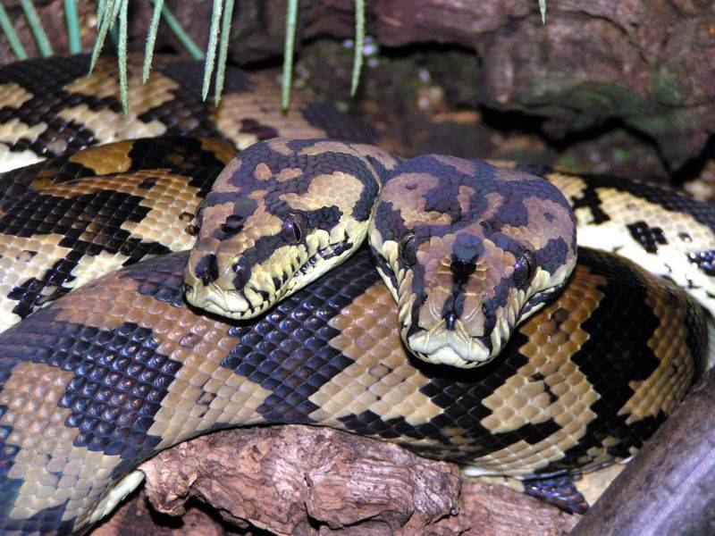 2-köpfige Schlange...? Foto & Bild | tiere, wildlife, amphibien ...