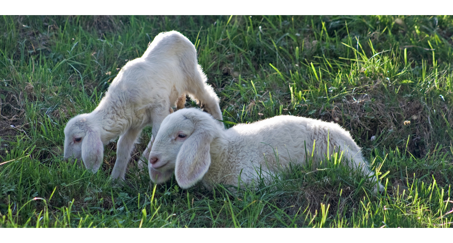 2 Lämmchen Foto & Bild | tiere, tierkinder, natur Bilder auf fotocommunity