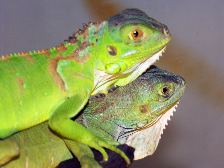 2 Leguane Foto & Bild | tiere, haustiere, terraristik Bilder auf ...