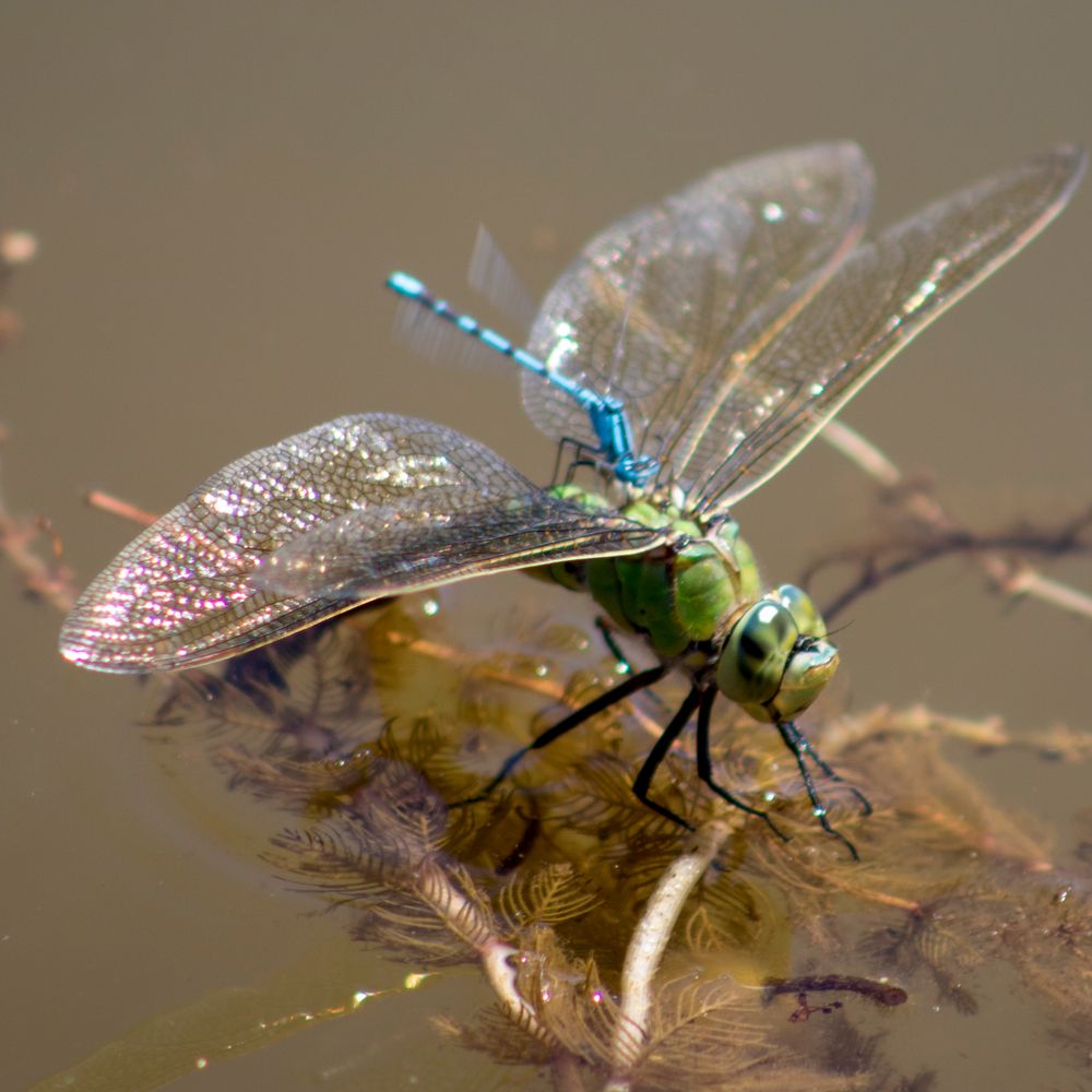 2 Libellen Foto & Bild | natur Bilder auf fotocommunity