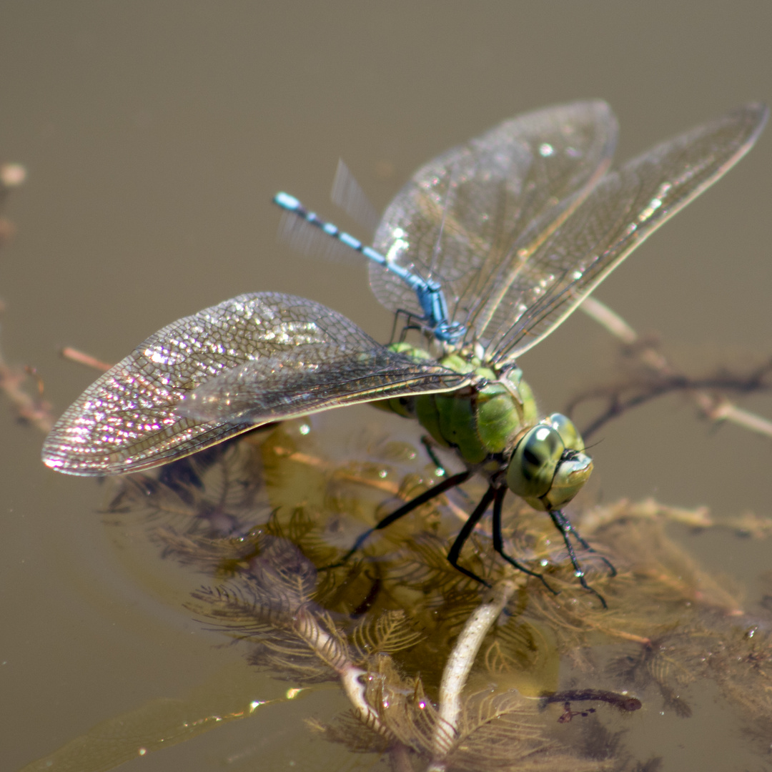 2 Libellen Foto & Bild | natur Bilder auf fotocommunity