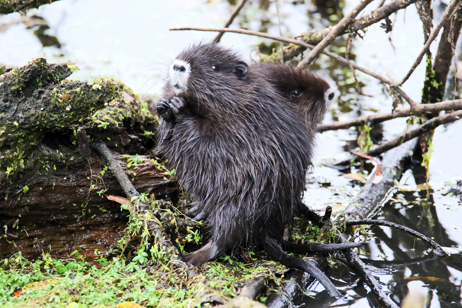 2 Lütte :-) Foto & Bild | natur, tiere, wildlife Bilder auf fotocommunity