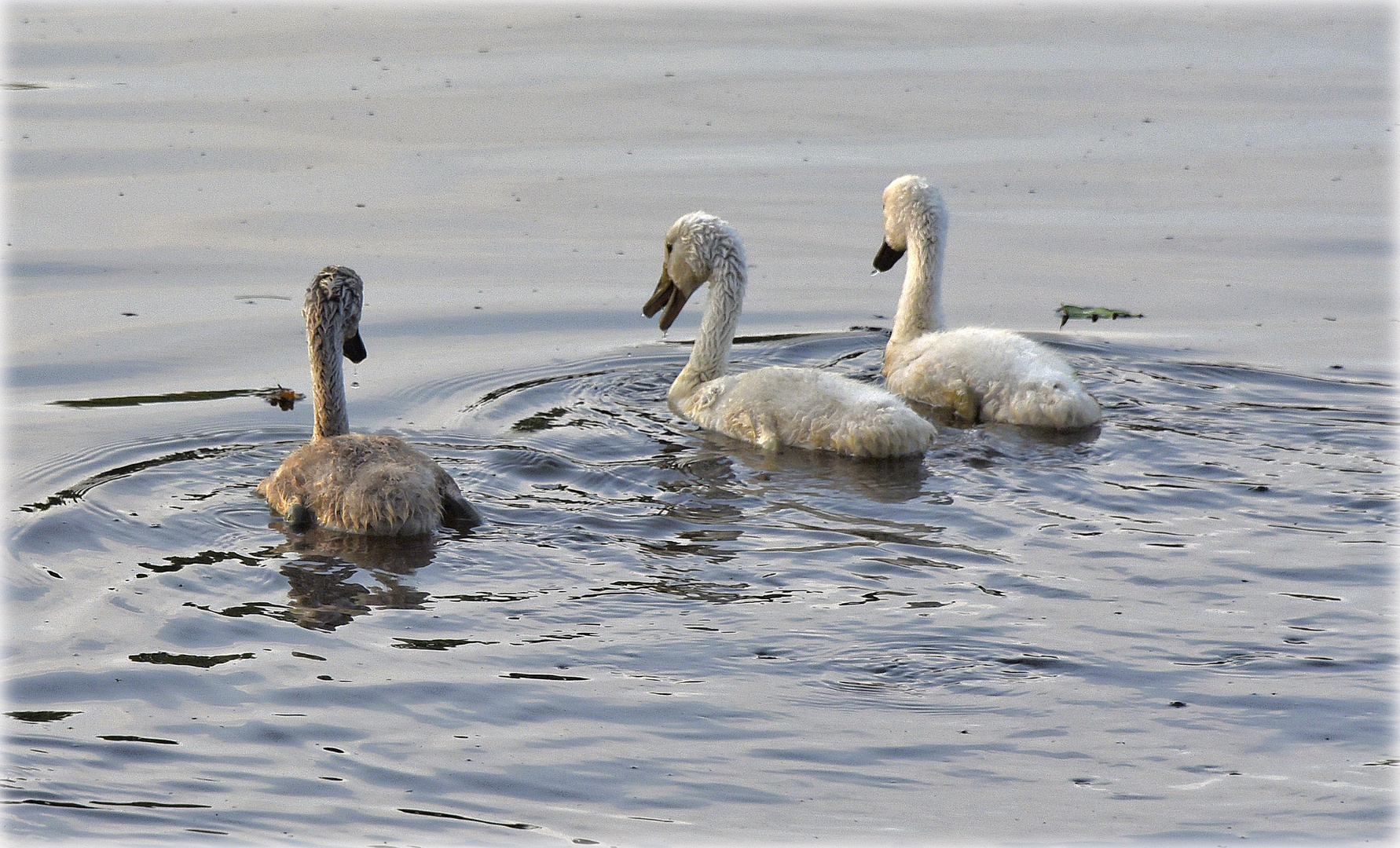 2 Manderl & 1 Weiberl ;-) Foto & Bild | tiere, wildlife, wasser Bilder ...