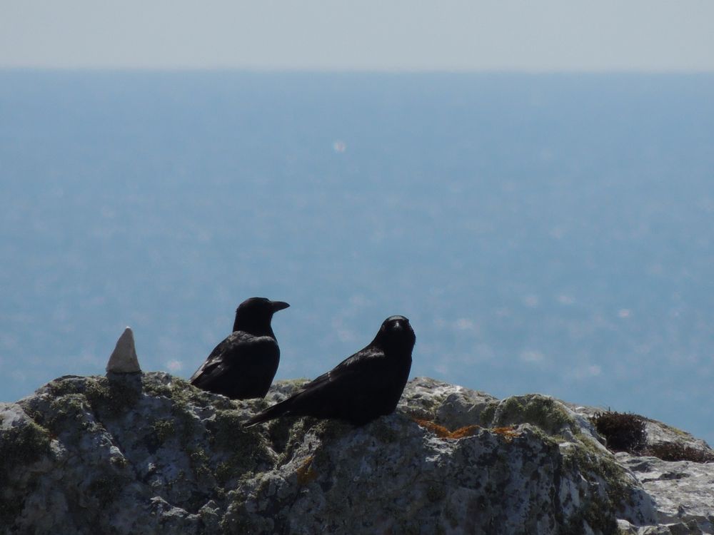 2 Raben Foto & Bild | natur, tiere, wildlife Bilder auf fotocommunity