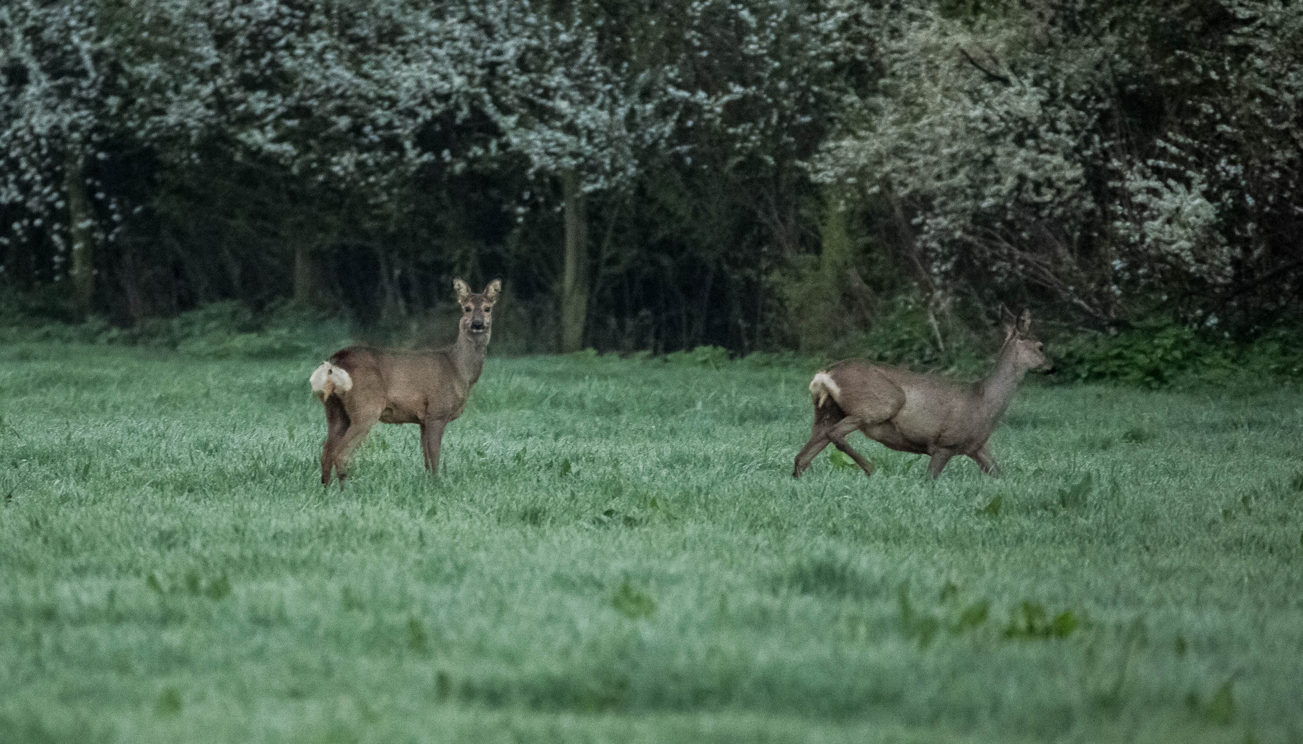 2 Rehe Foto & Bild | tiere, wildlife, wildlife: sonstige tiere Bilder ...