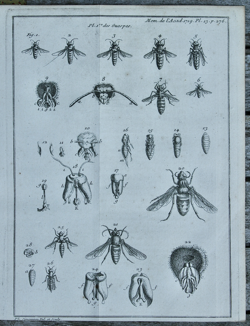 (2) René-Antoine Ferchault de Réaumur ... Foto & Bild | natur ...