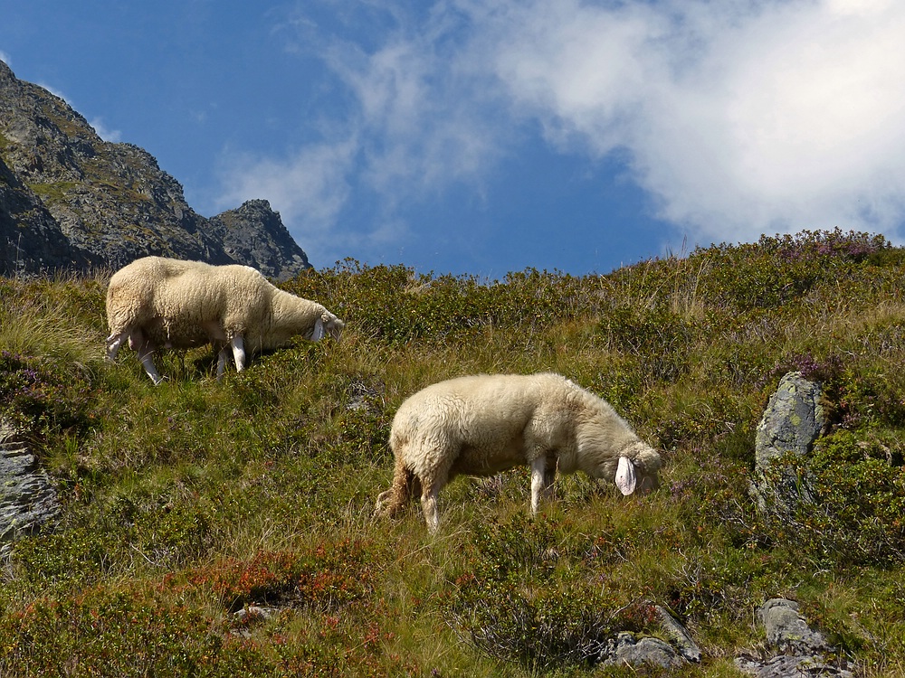 2 Schäfchen auf der Alm Foto & Bild | tiere, haustiere, nutztiere ...