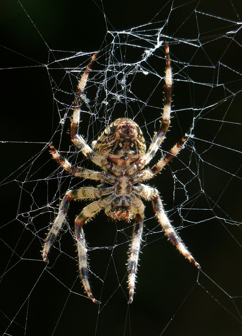 2 Spinne Foto & Bild | tiere, wildlife, makro Bilder auf fotocommunity
