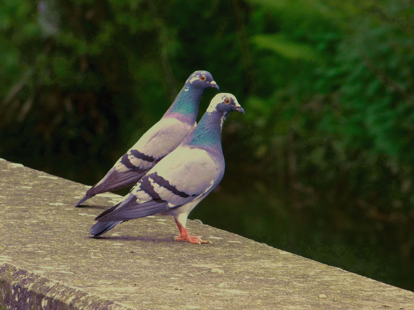 2 Tauben Foto & Bild | tiere, wildlife, wild lebende vögel Bilder auf ...