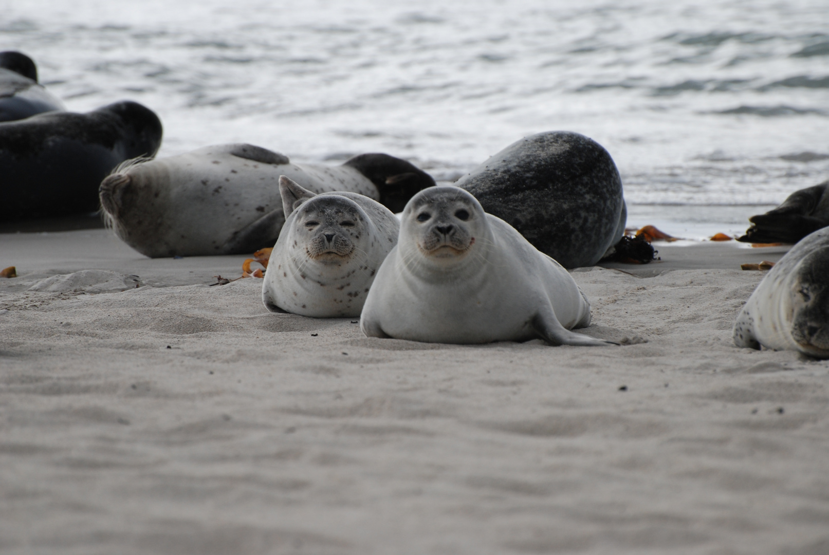2 verschlafene Robben Foto & Bild | tiere, tierfreundschaften ...