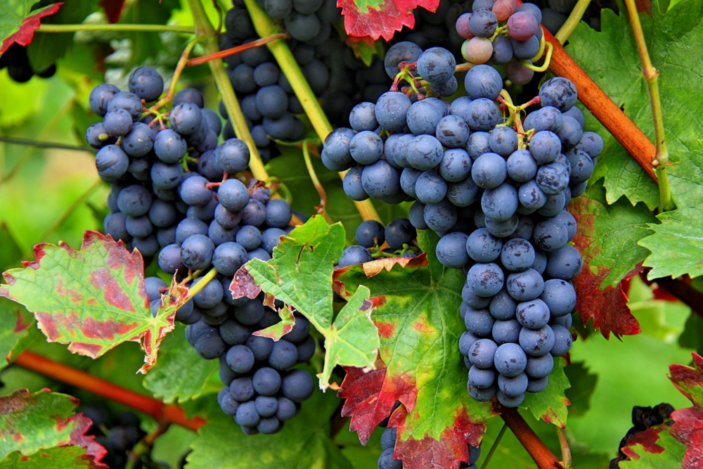 2 volle Trauben Foto & Bild | deutschland, europe, rheinland-pfalz ...