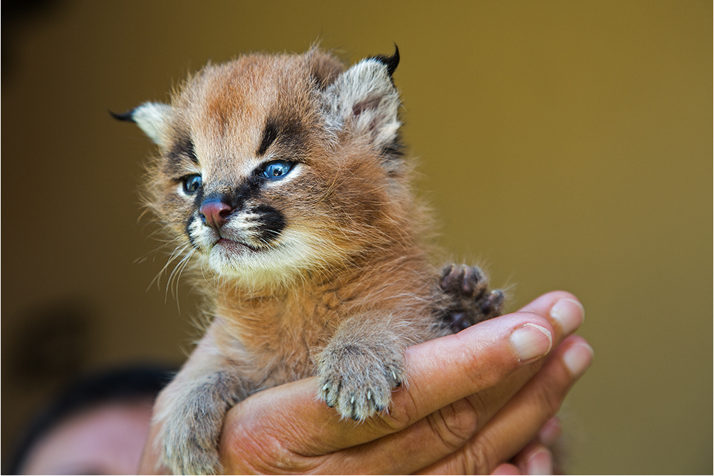 2 Wochen alter Karakal Foto & Bild | tiere, zoo, wildpark & falknerei ...