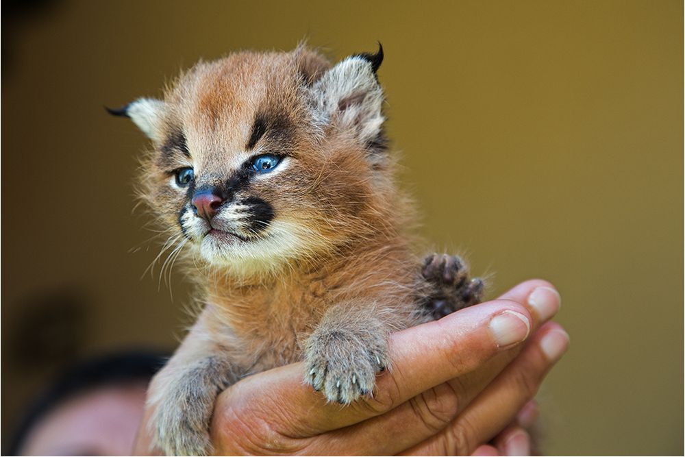 2 Wochen alter Karakal Foto & Bild | tiere, zoo, wildpark & falknerei ...