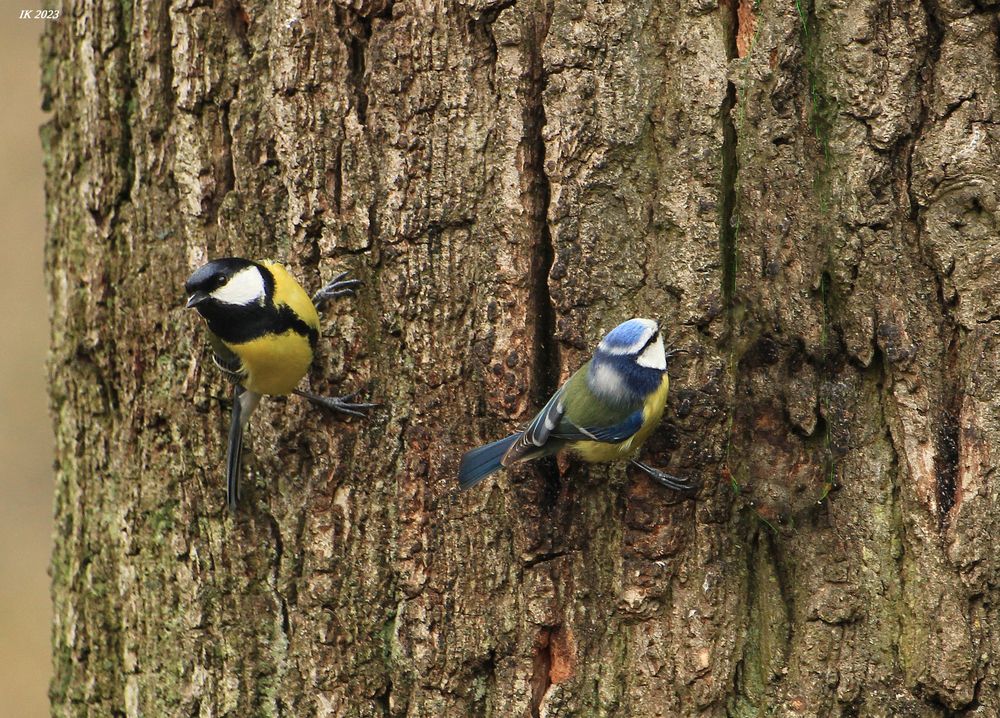 2 x Meise Foto & Bild | tiere, wildlife, wild lebende vögel Bilder auf ...