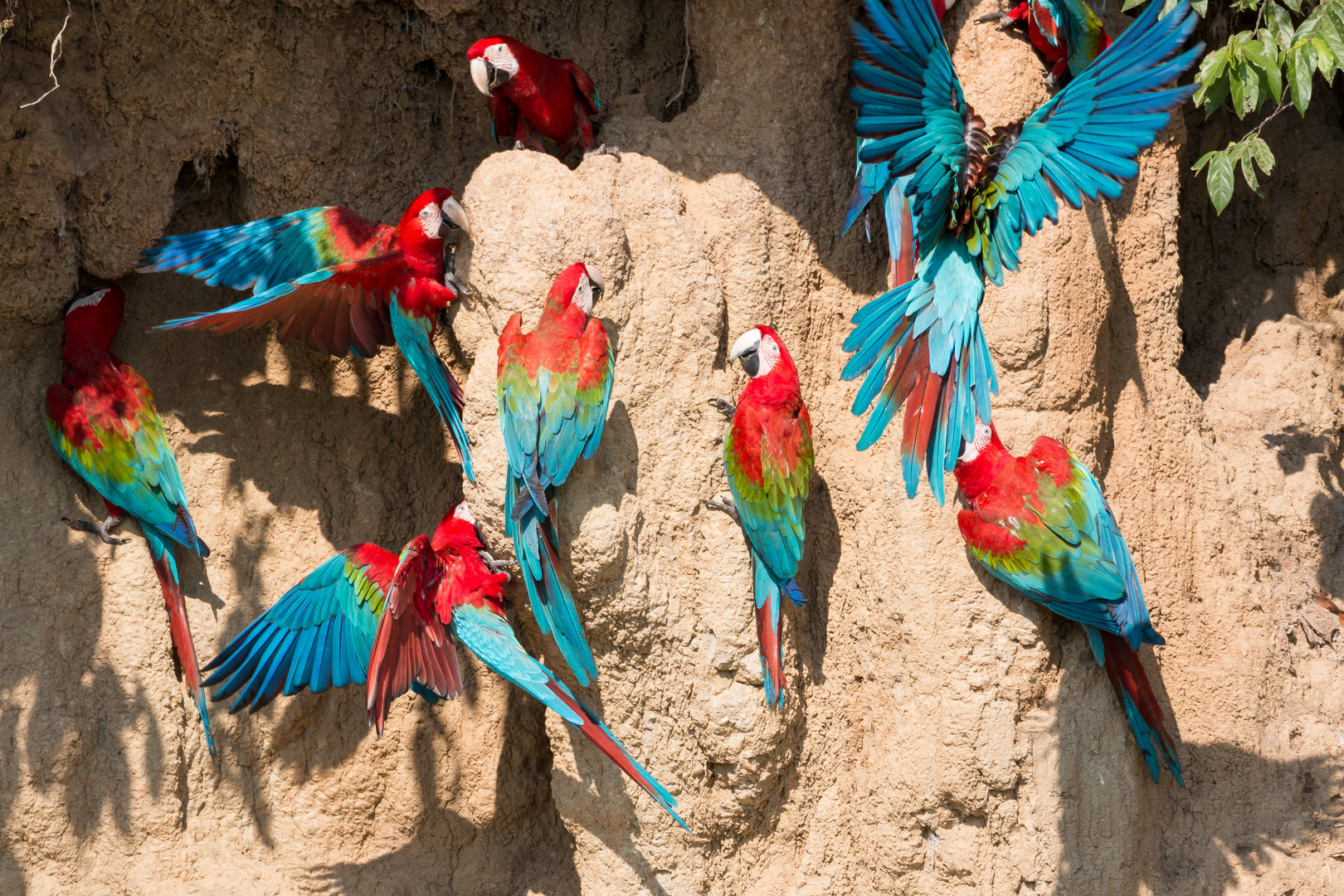 2015_Peru_Manu_Macaw Foto & Bild | peru, natur, vögel Bilder auf ...