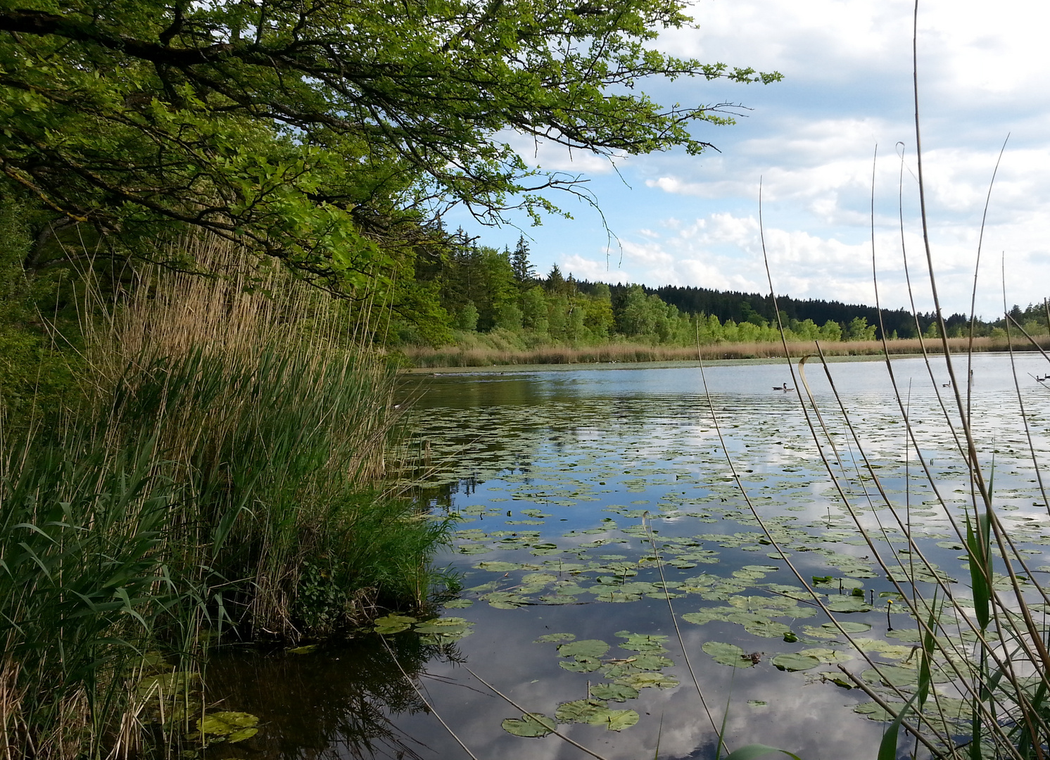 2016-05-22 Maisinger See Foto & Bild | landschaft, natur Bilder auf ...