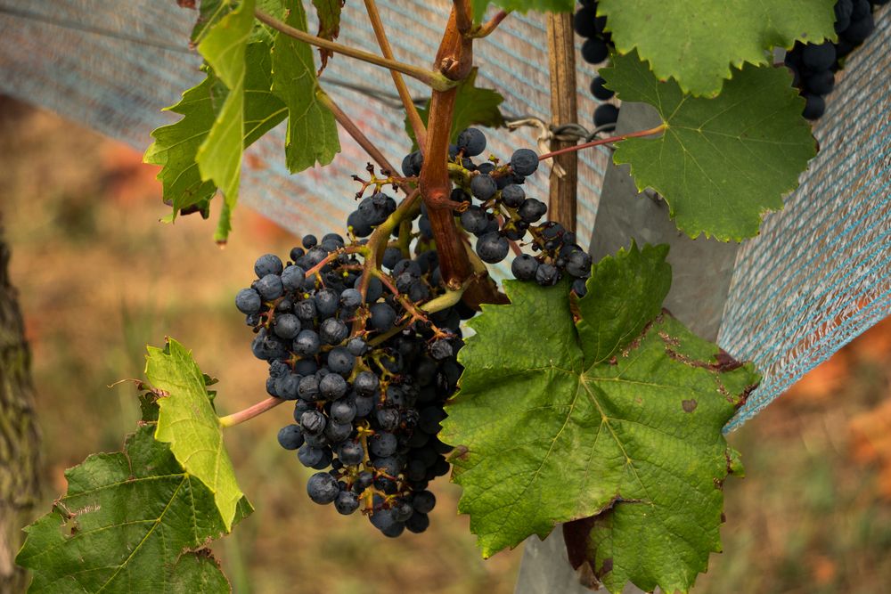 20180901-DSC00023Erste Trauben Foto & Bild | natur, natur-makros ...