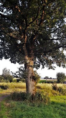 Einzelbäume Bilder & Fotos