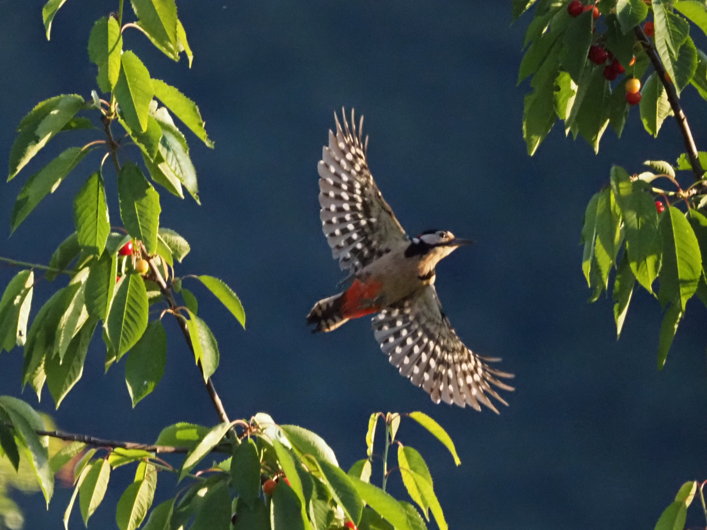 2022-06-03 Buntspecht 4.6.2022 001 Foto & Bild | natur-kreativ ...