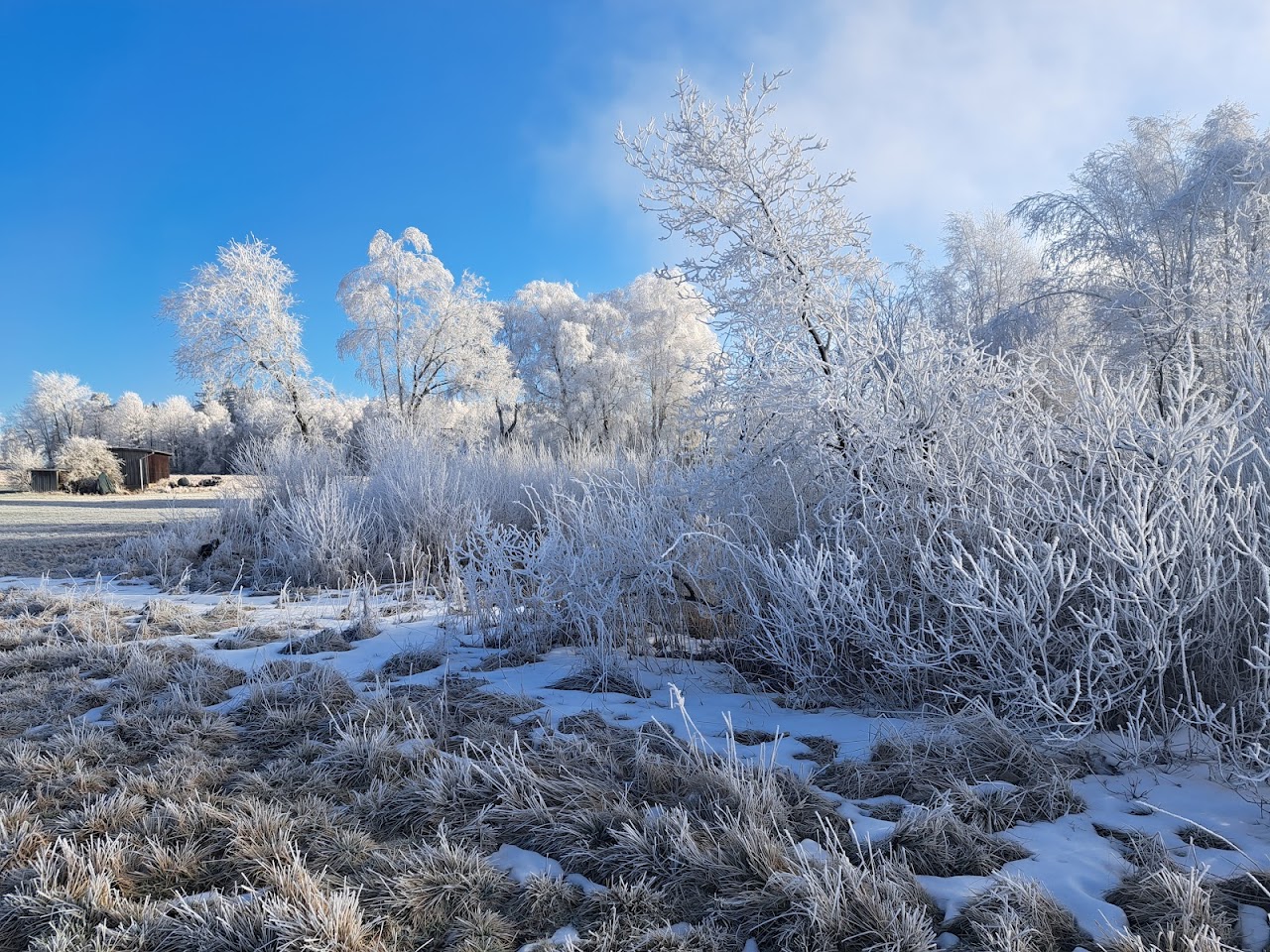 20230215 Raureif total in seiner schönsten Form Foto & Bild | outdoor, bäume, winter Bilder auf ...