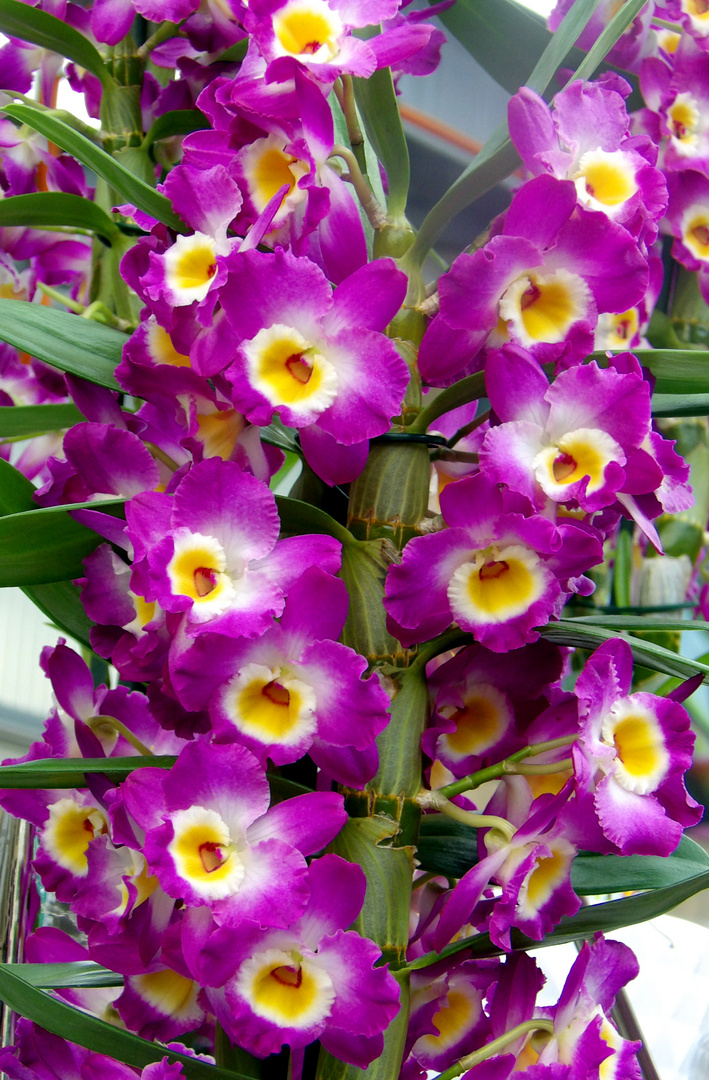209_0226 Dendrobium Orchidee Foto & Bild | pflanzen, pilze & flechten ...