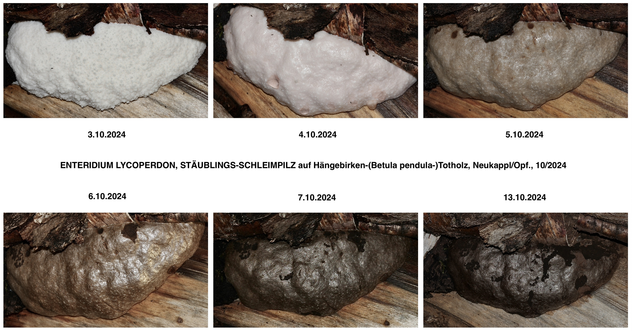 (21) ENTERIDIUM LYCOPERDON, STÄUBLINGS-SCHLEIMPILZ ... Foto & Bild ...