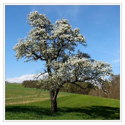 Einzelbäume Bilder & Fotos