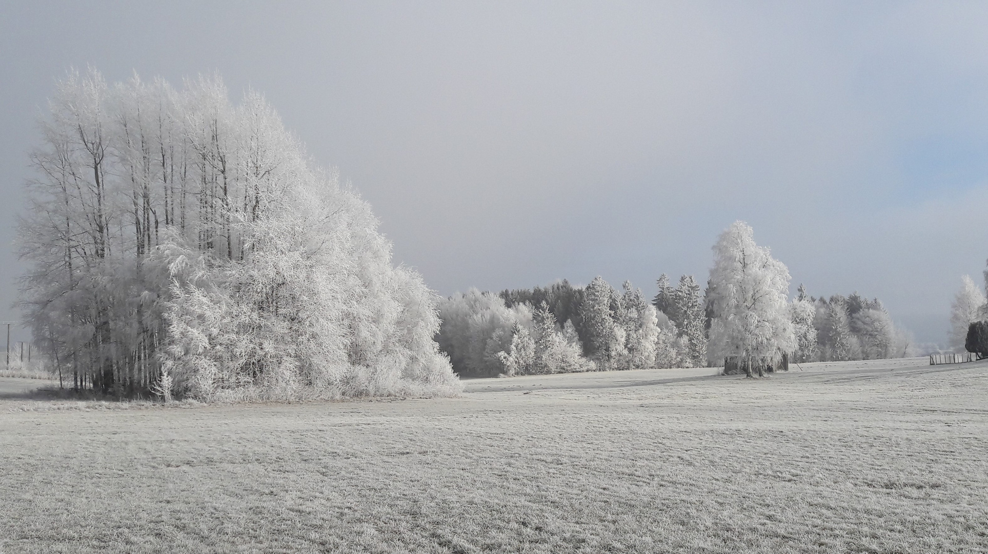 22.1.2020 Alles weiss Foto & Bild | wald, outdoor, bäume Bilder auf ...