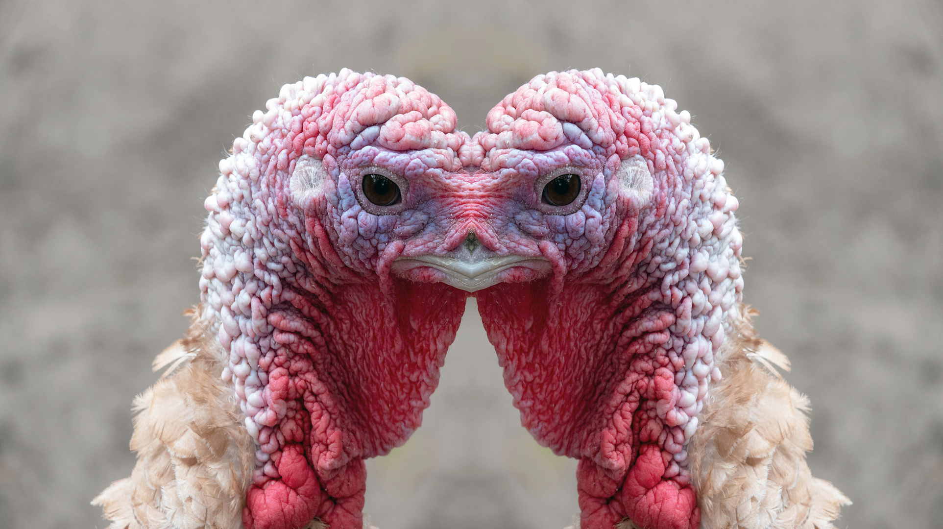 2249 ... Truthahn ... Foto & Bild | tiere, haustiere, nutztiere Bilder ...