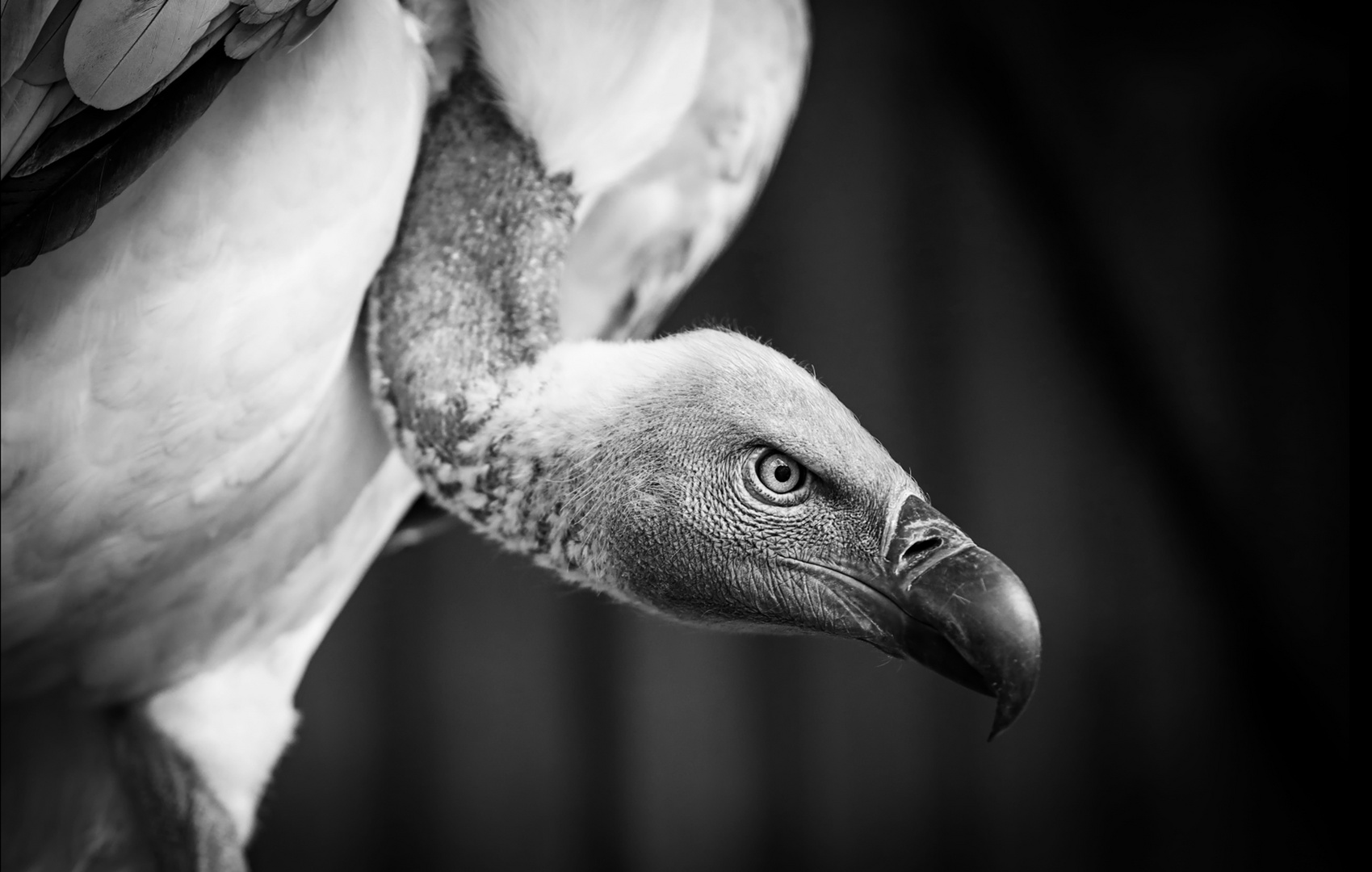 2272 ... Geier ... Foto & Bild | tiere, zoo, wildpark & falknerei ...