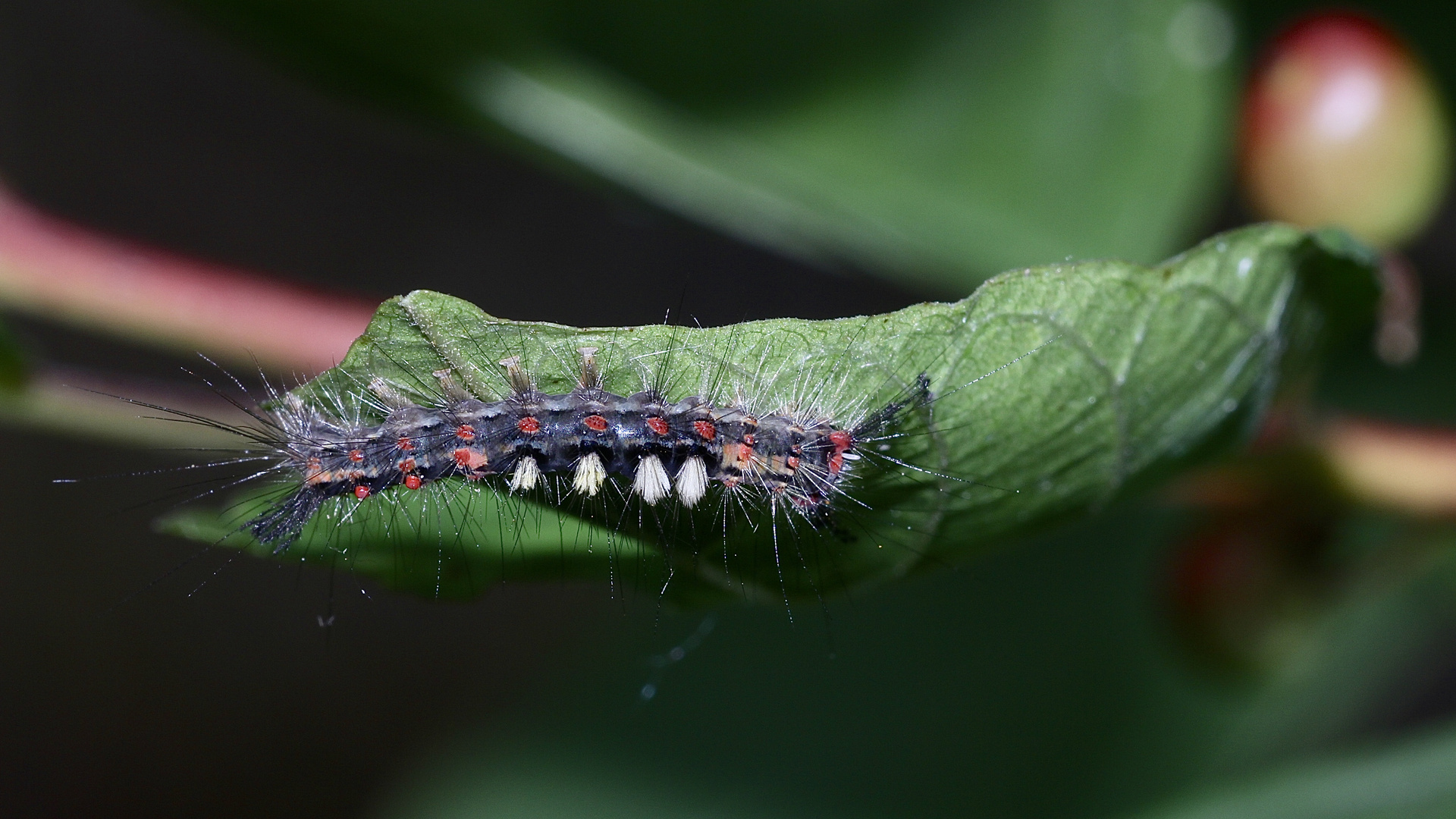 (22A) Fünf Arten junger, haariger Raupen in 22 Bildern ... Foto & Bild ...