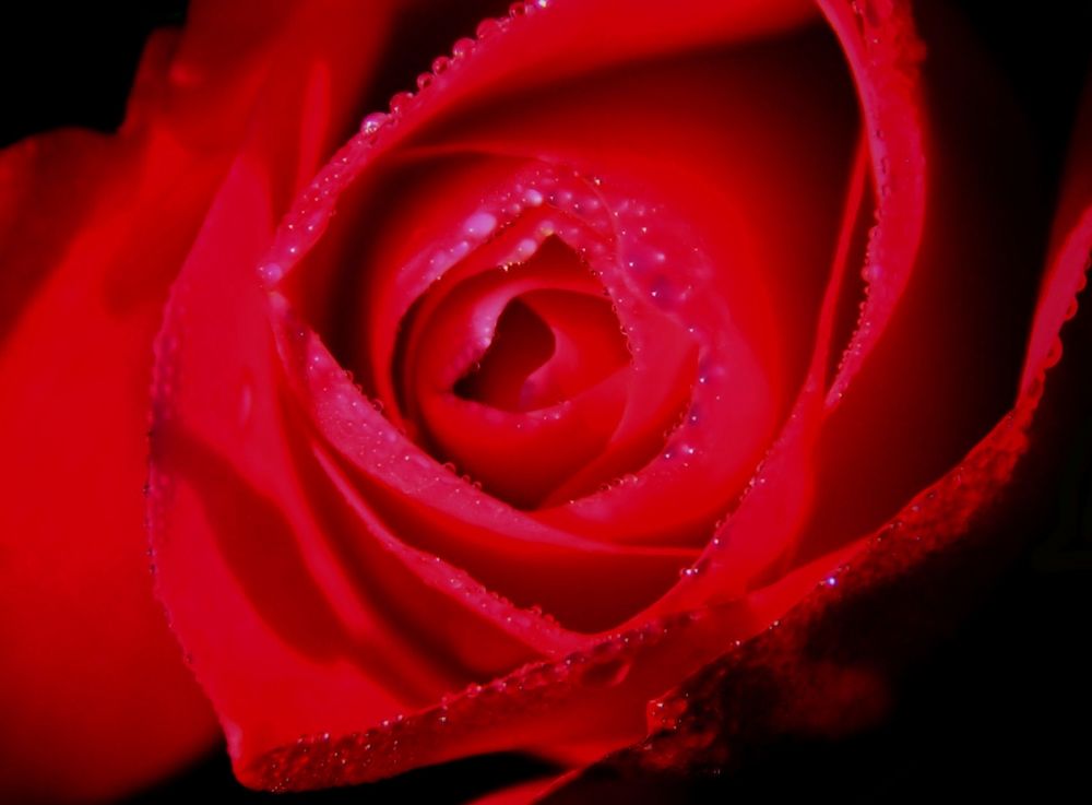 Rosenrot - Bild & Foto von Siggi65 aus Rot - Fotografie (33849102 ...