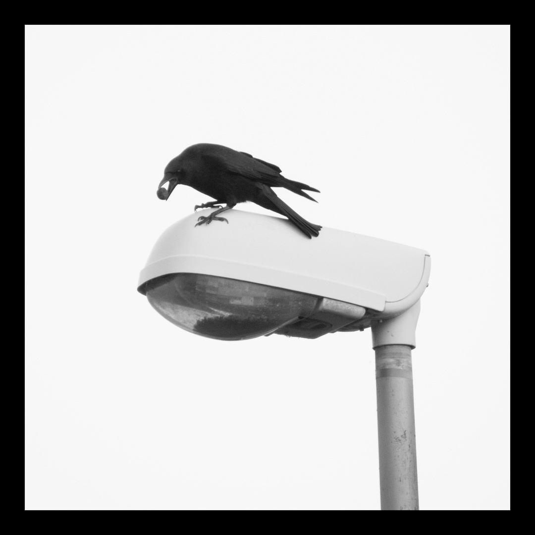 28.10.22 Schwarzweißer Freitag * RAABE* Foto & Bild | tiere, wildlife ...