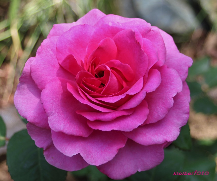 (293) duftrose laudatio Foto & Bild | pflanzen, pilze & flechten ...