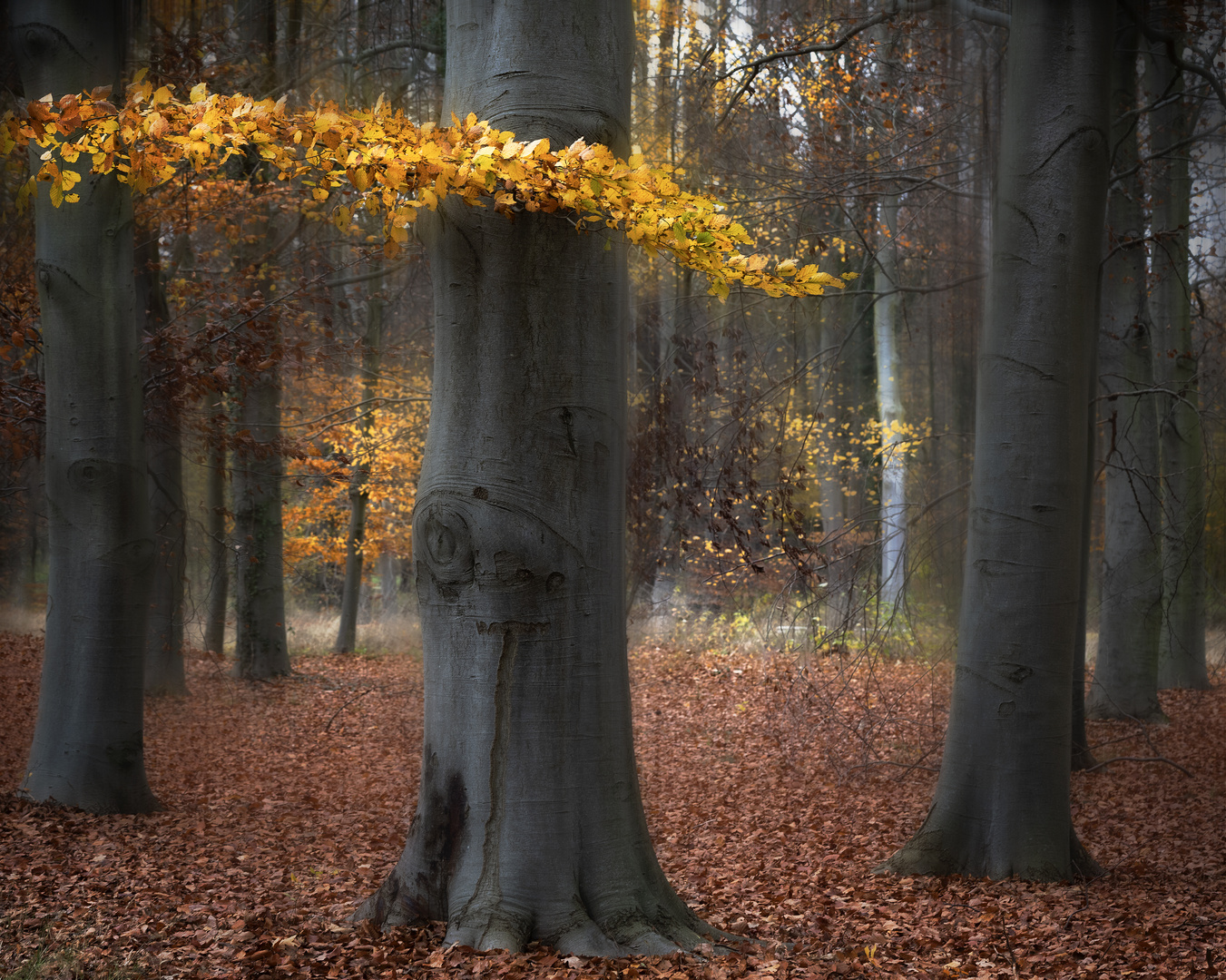 ** Foto & Bild | landschaft, jahreszeiten, herbst Bilder auf fotocommunity