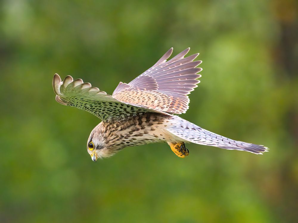 2m vor mir rüttelt sie Foto & Bild | tiere, wildlife, wild lebende ...