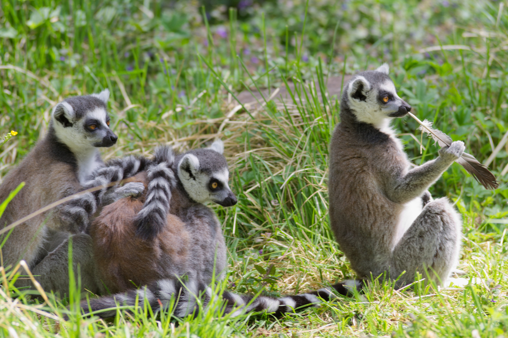 3 Affen Foto & Bild | tiere, zoo, wildpark & falknerei, säugetiere ...
